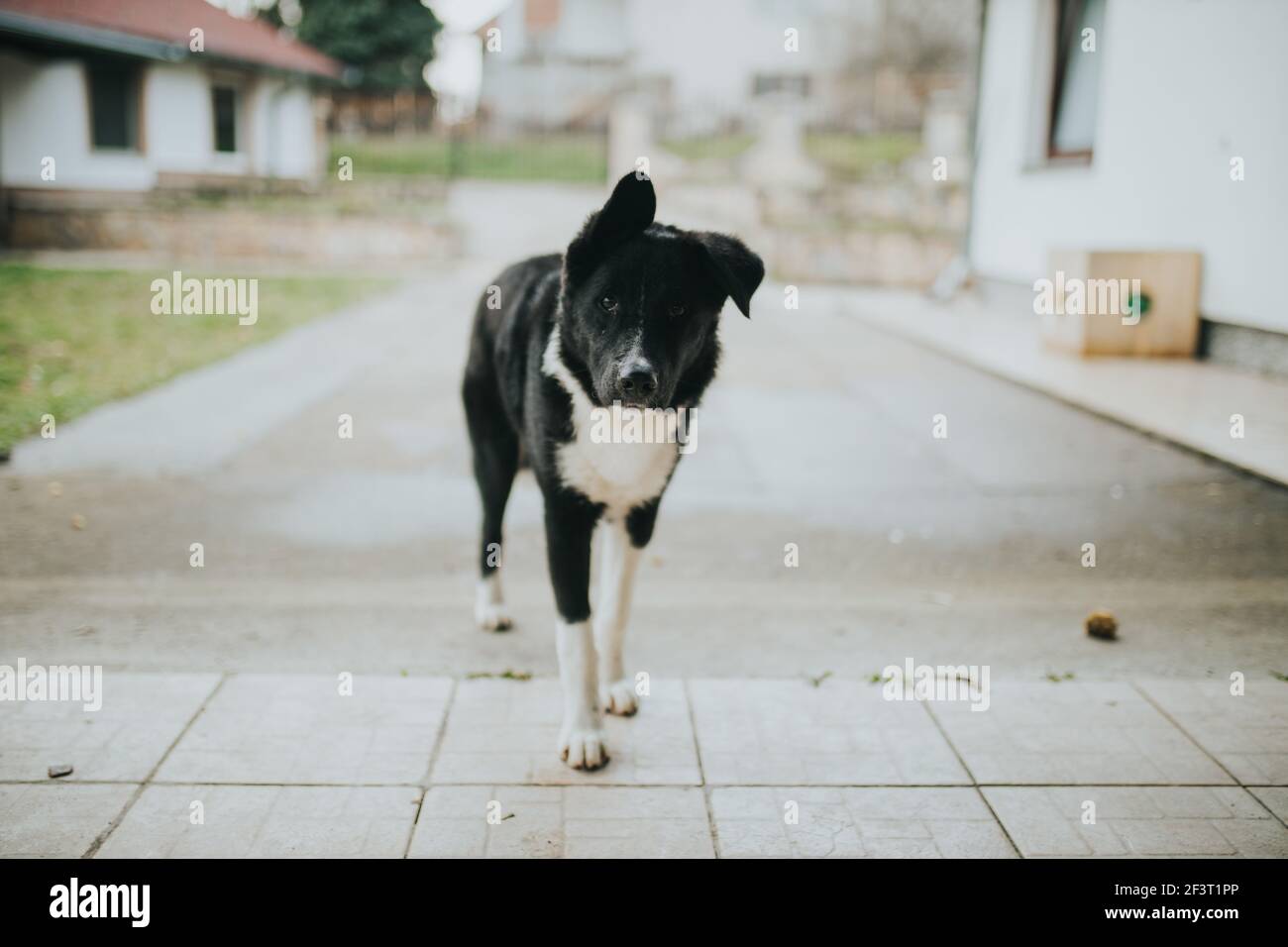 A curious black and white street dog with crazy ears and cute paws ...