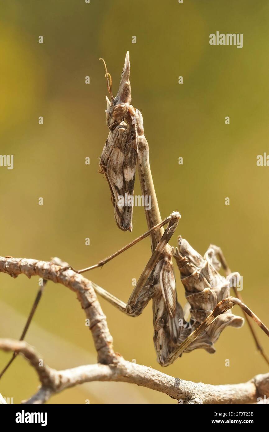 A vertical shot of a French praying mantis Stock Photo - Alamy