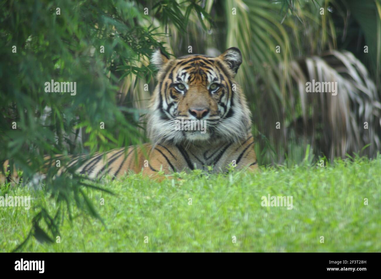 King tiger hi-res stock photography and images - Alamy