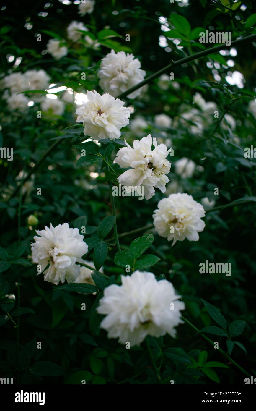 Beautiful gray sandpaper picture with it's texture and background Stock ...