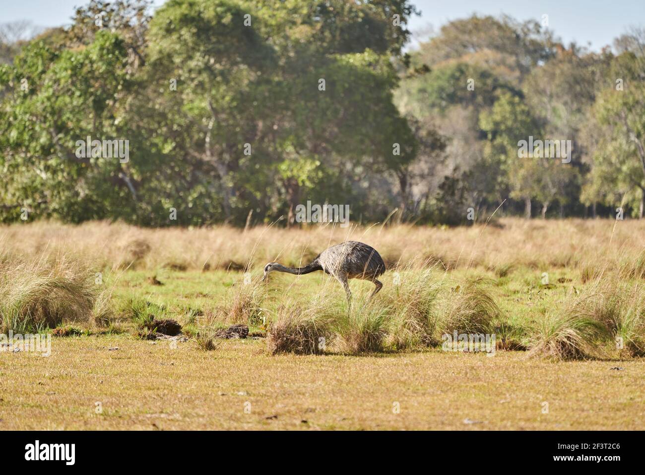 Nandu, Greater Rhea female running through the landscape of the ...