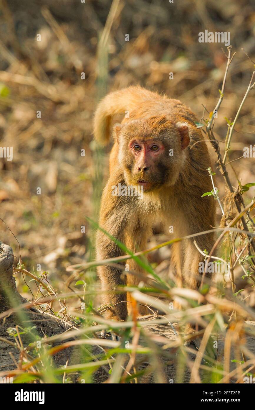 Rhesus Macaque (Macaca mulatta Stock Photo - Alamy
