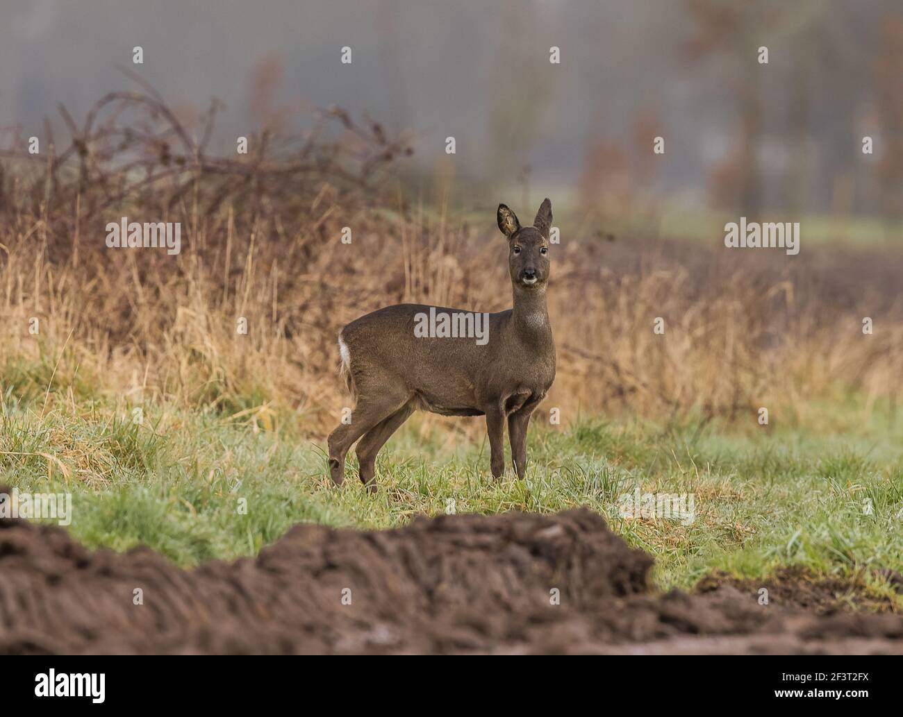 Roe deer captured in open countryside hi-res stock photography and ...