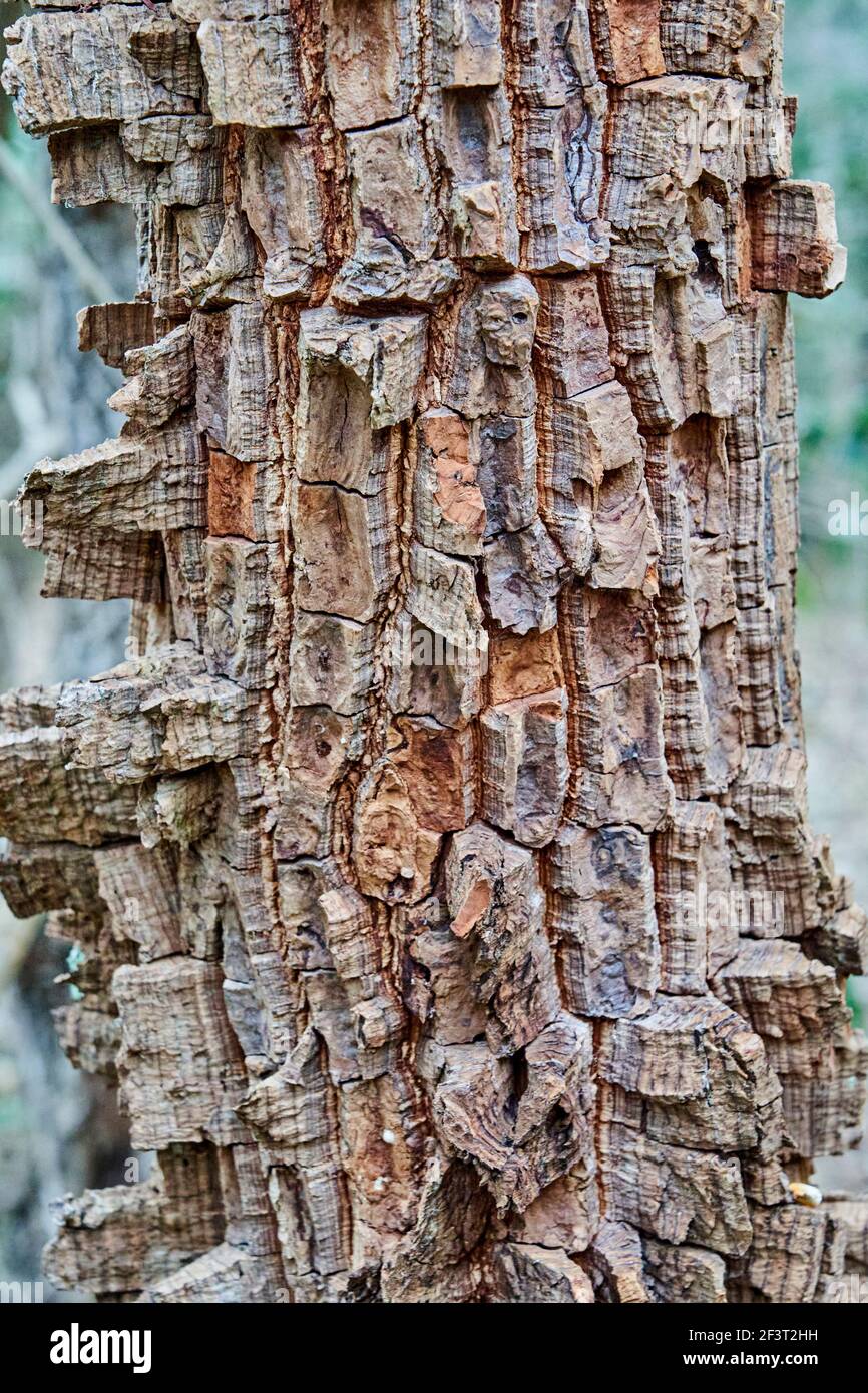 Details of the fire resistant bark of an exotic topical tree at the ...