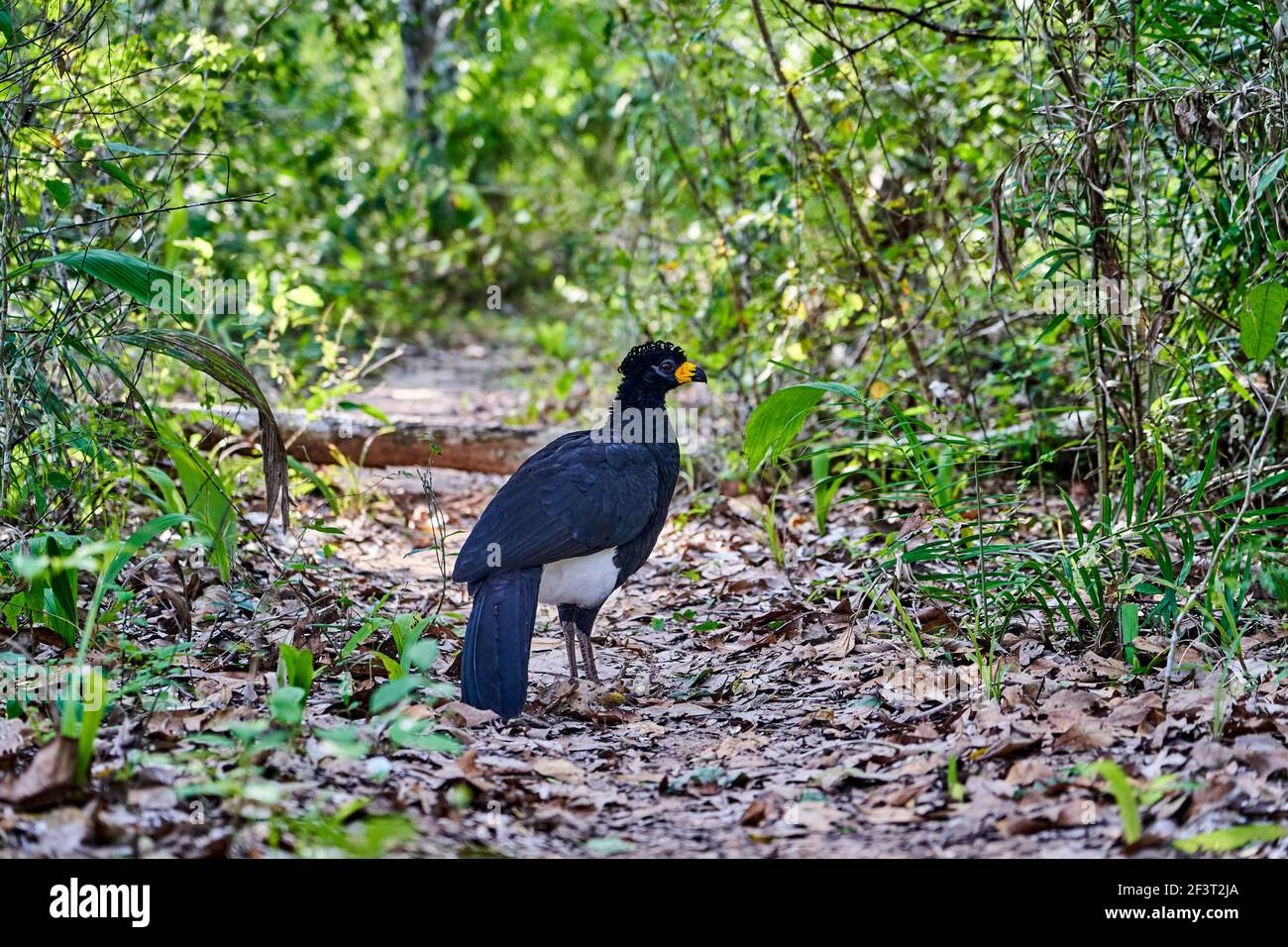 bare faced curassow, Crax fasciolata, a large bird with small crest ...