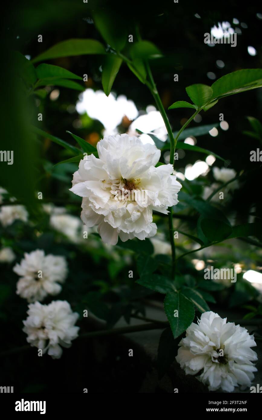 Beautiful white rose(white floribunda rose,peony flower)hanging in a ...