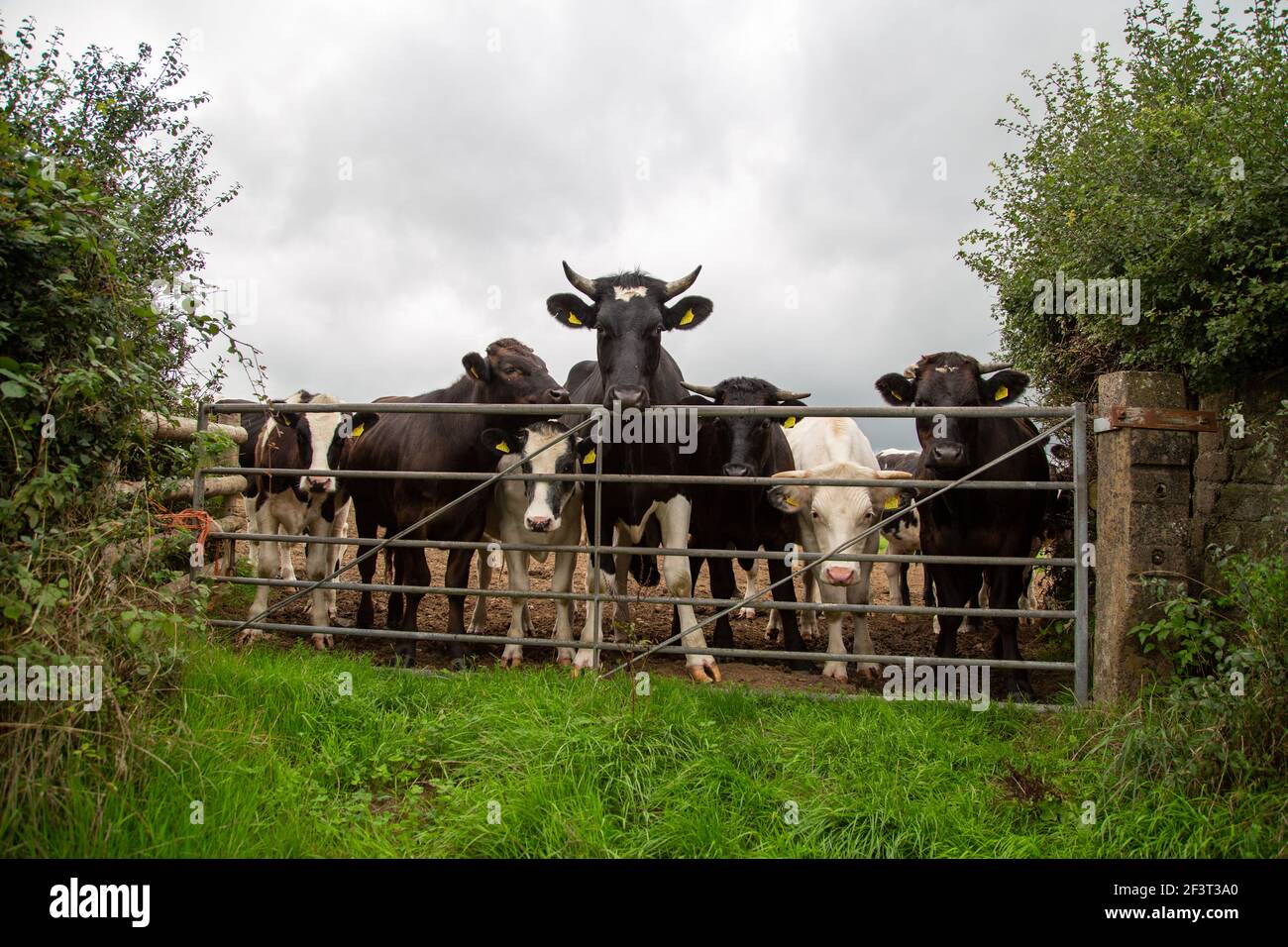 Cows looking over fence hi-res stock photography and images - Alamy