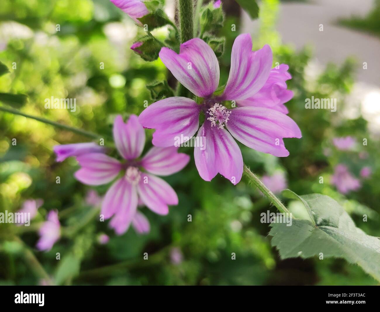 A selective focus shot of violet flowers of the forest mallow plant ...