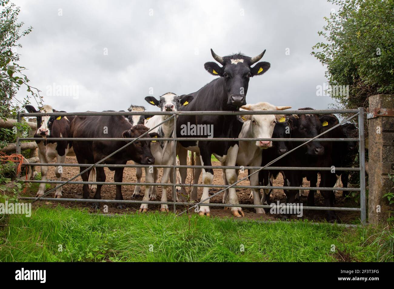 black and white cows looking over a fence gate Stock Photo - Alamy