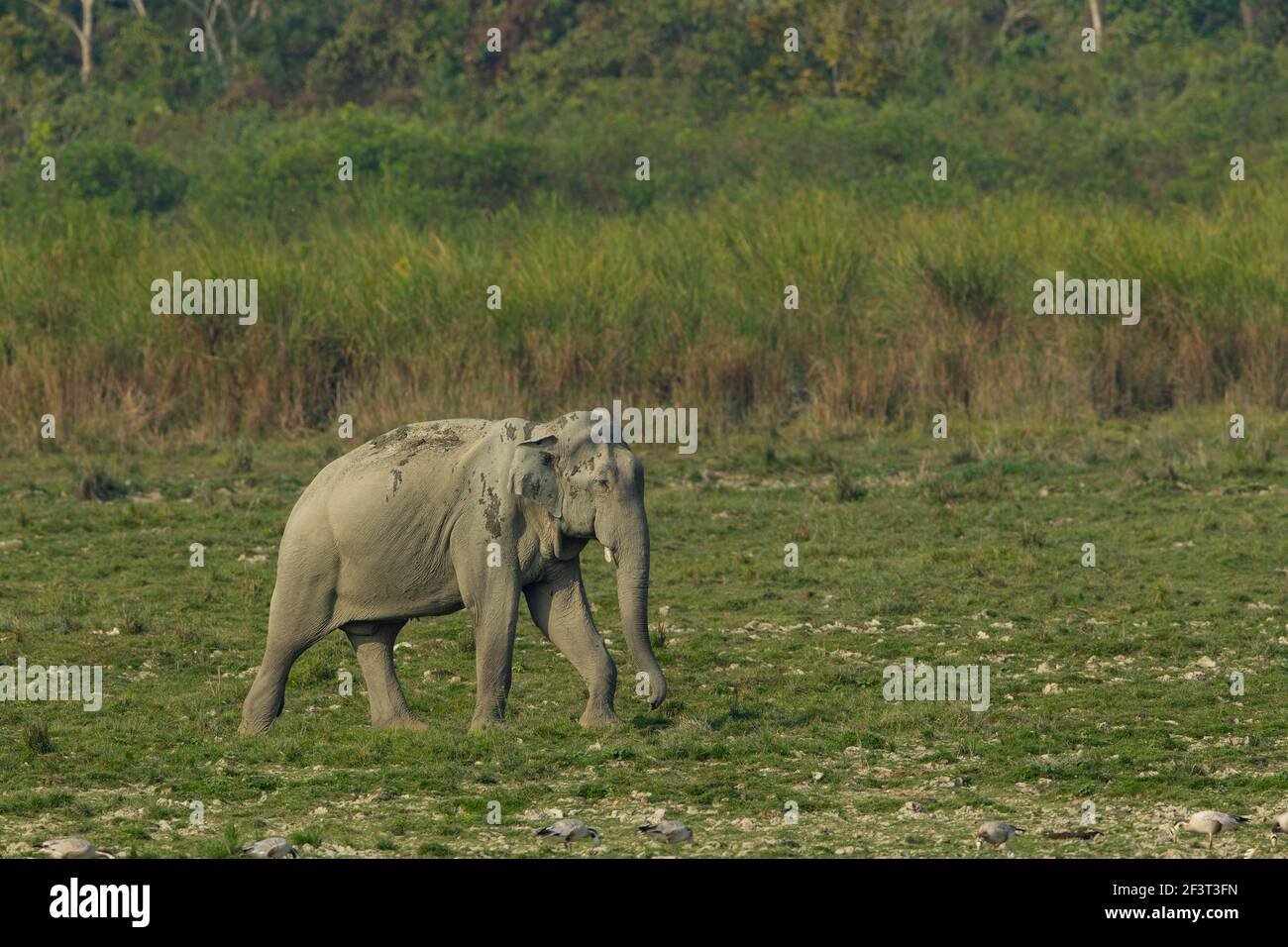 Male elephant elephas maximus hi-res stock photography and images - Alamy