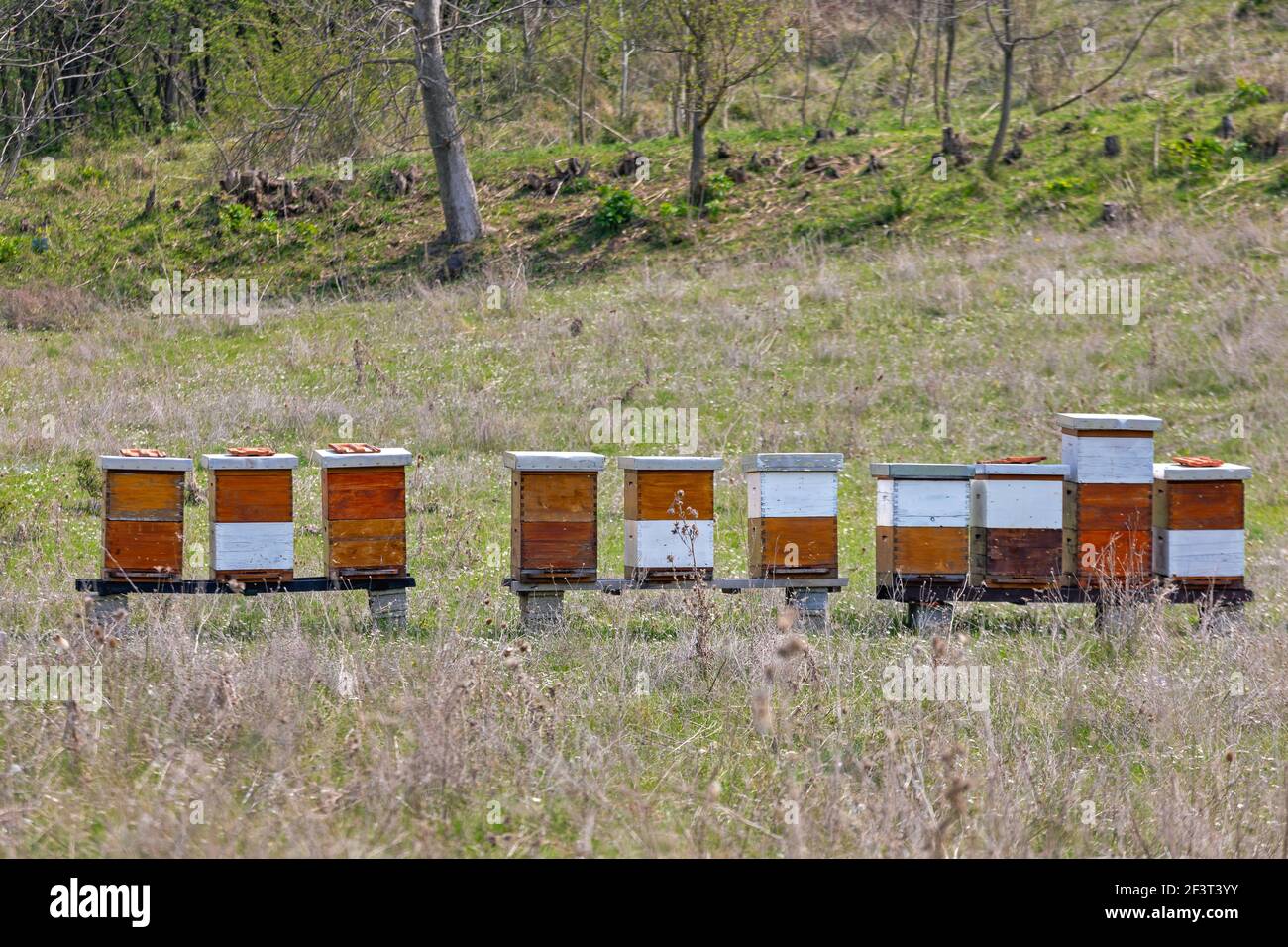 Many Honey Bee Hives in Grass Field Stock Photo - Alamy