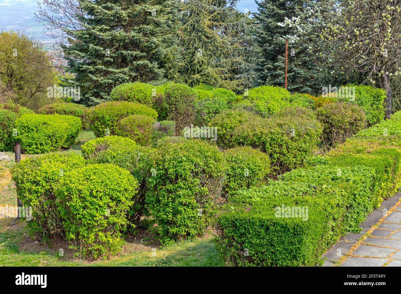 Green Bush Plants in Cultivated Garden Park Stock Photo - Alamy