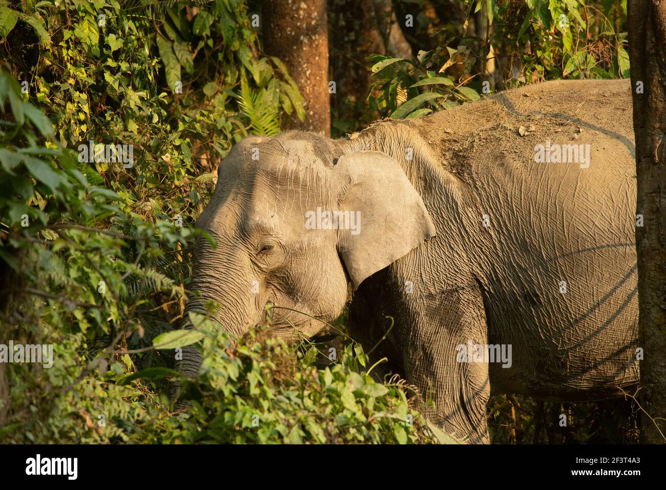 Asian Elephant (Elephas maximus) browsing Stock Photo - Alamy