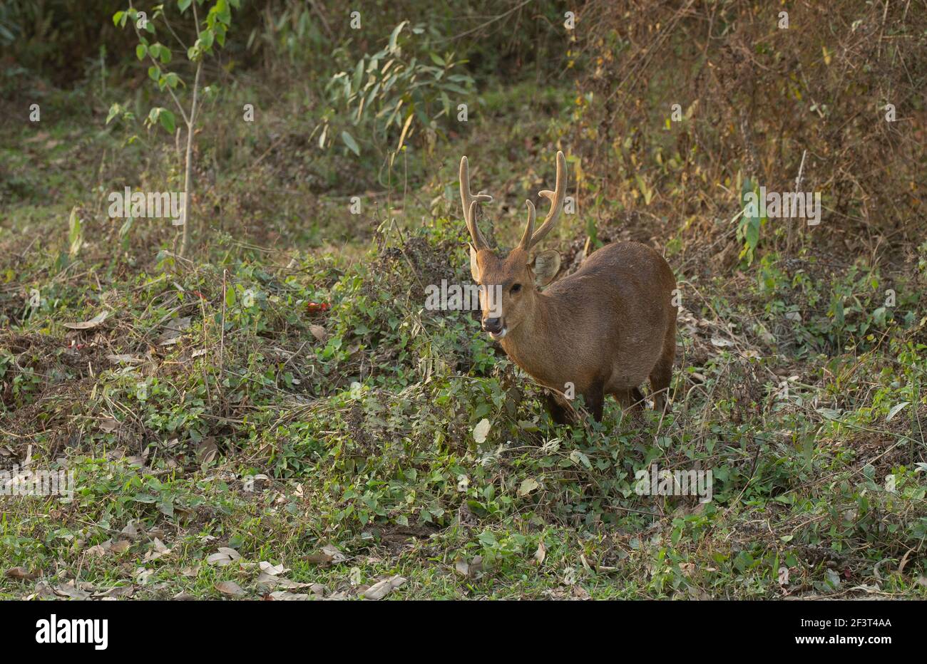 Hog Deer (Axis porcinus Stock Photo - Alamy