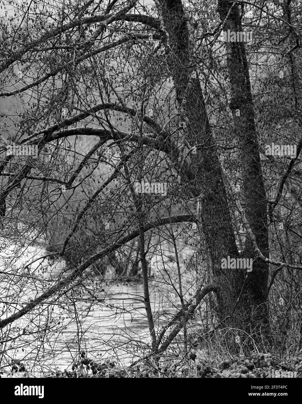 Trees during cold winter hi-res stock photography and images - Alamy