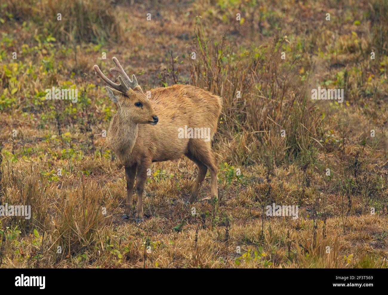 Hog Deer (Axis porcinus Stock Photo - Alamy