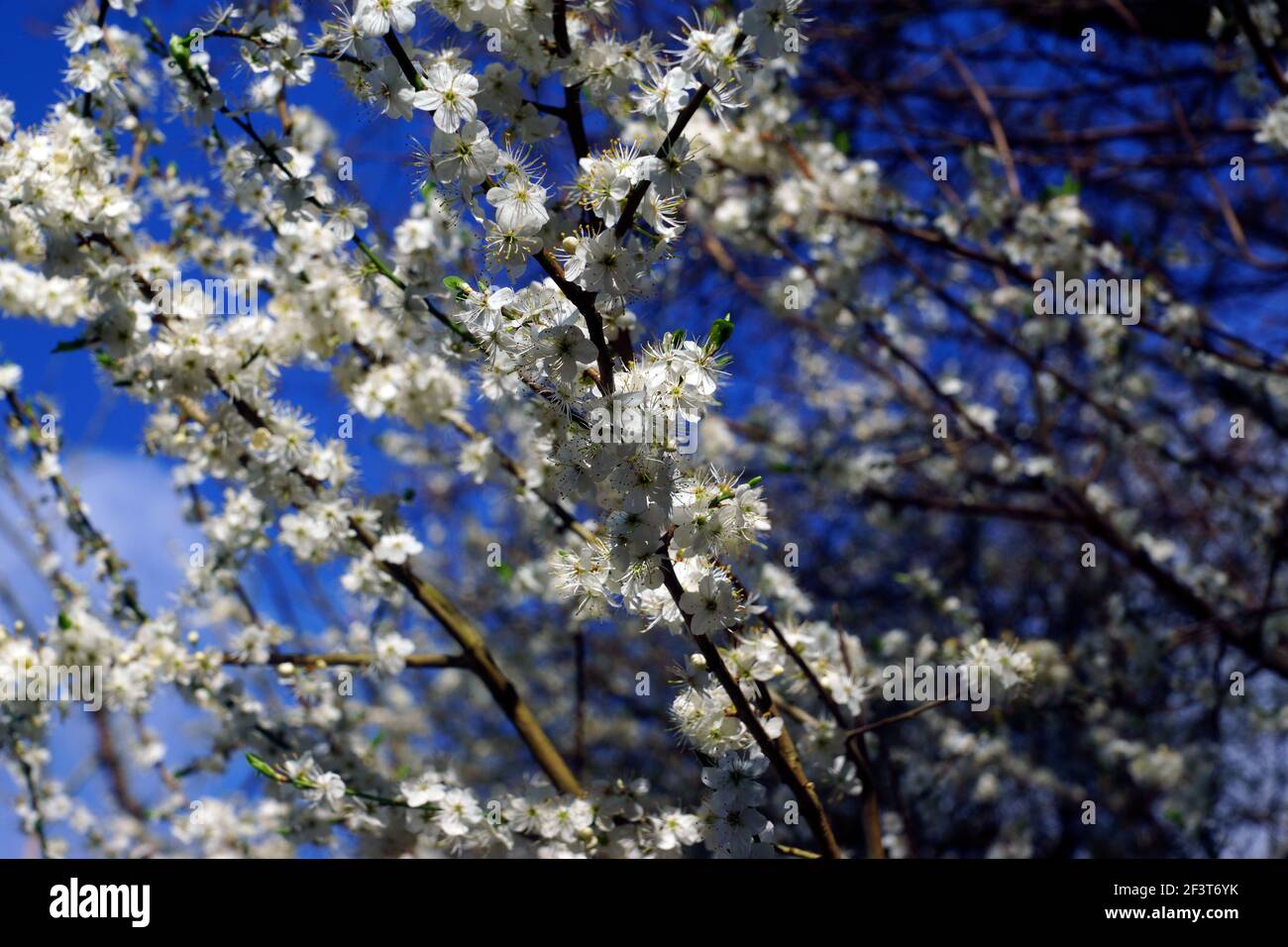 HAWTHORN BLOSSOM MARCH 2021 Stock Photo - Alamy