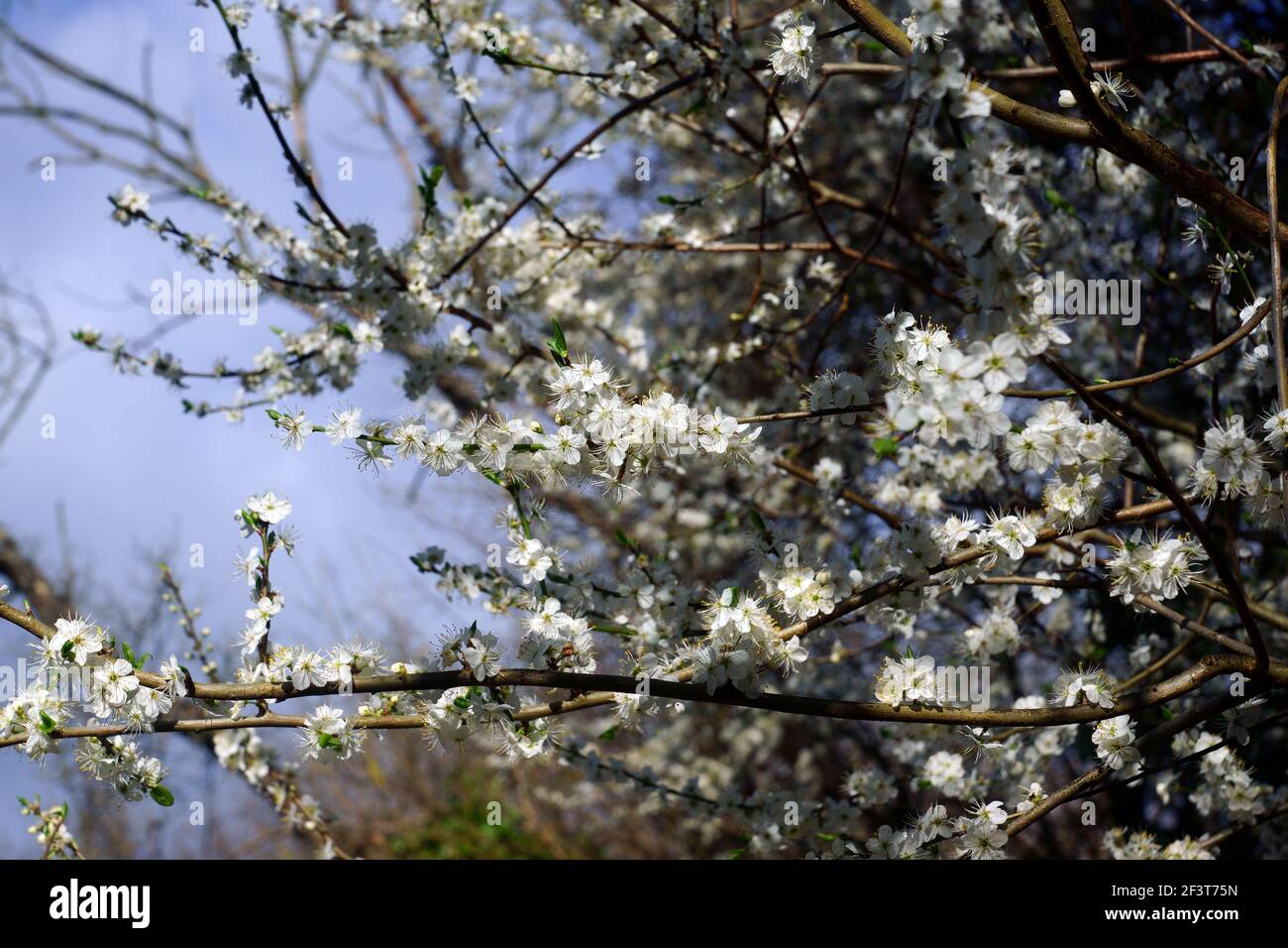 Hawthorn crimson cloud hi-res stock photography and images - Alamy