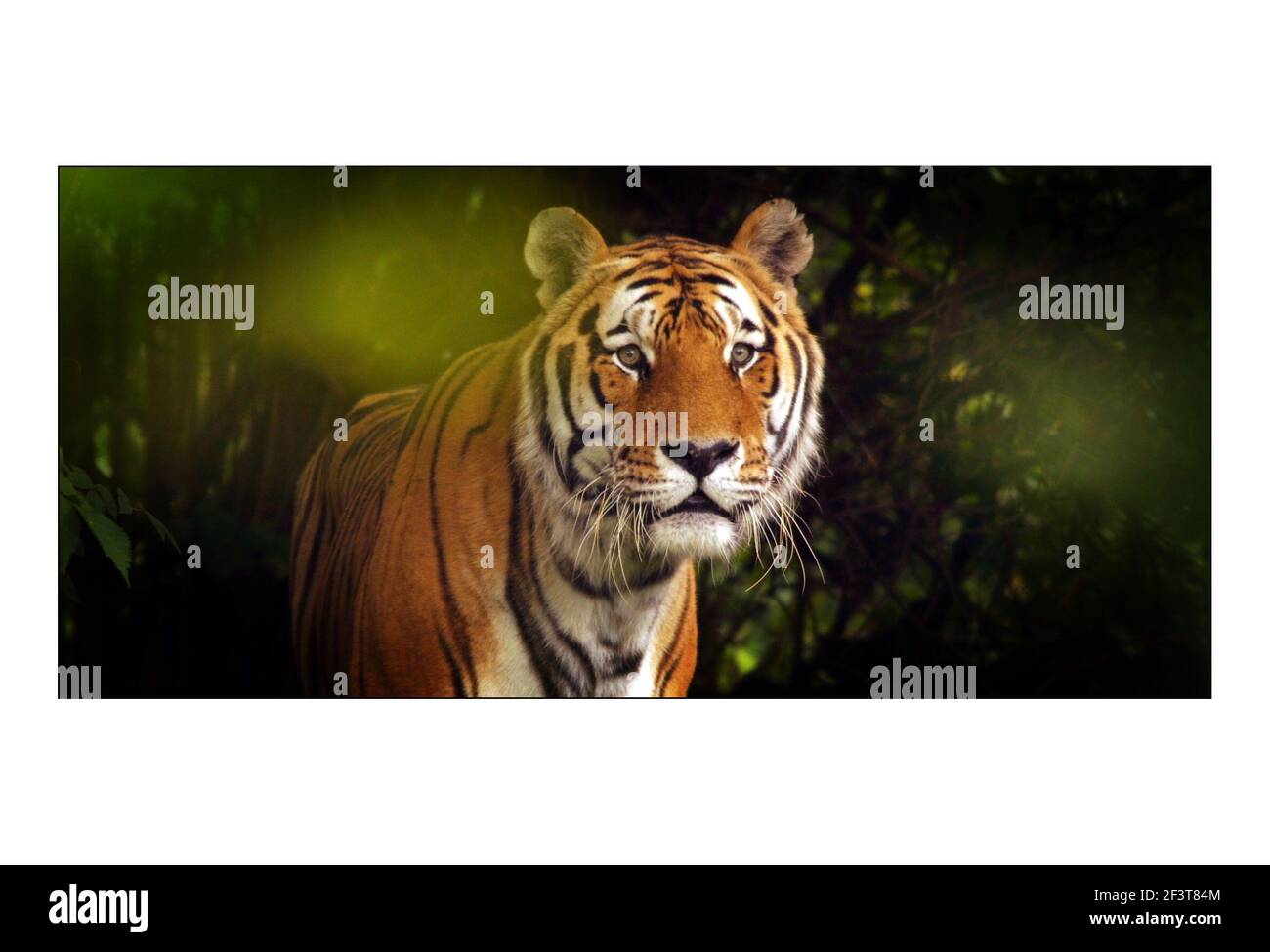 Two Siberian Tigers, Cuddles and Devoshka were today darted and crated ...