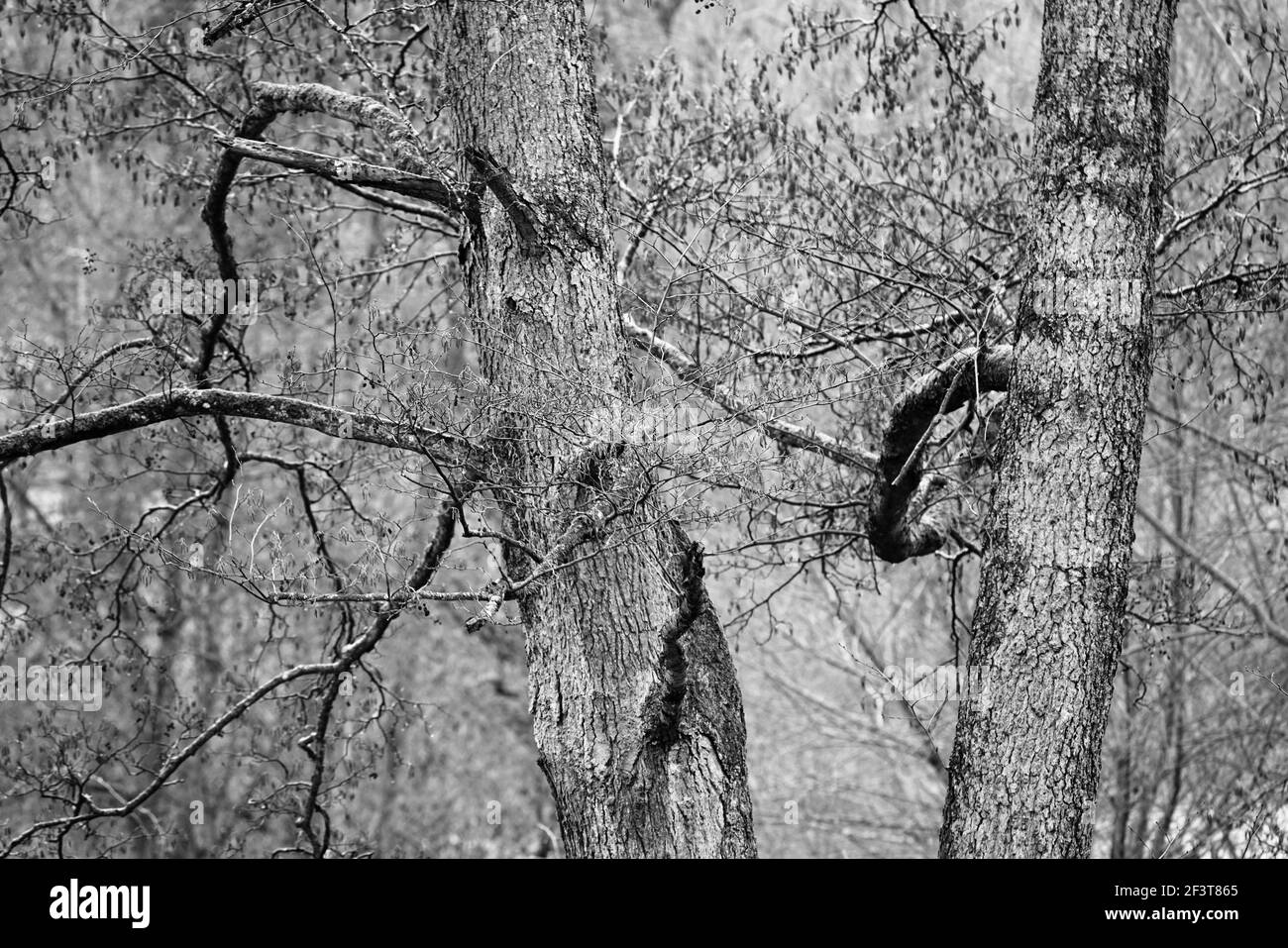 Trees during cold winter hi-res stock photography and images - Alamy