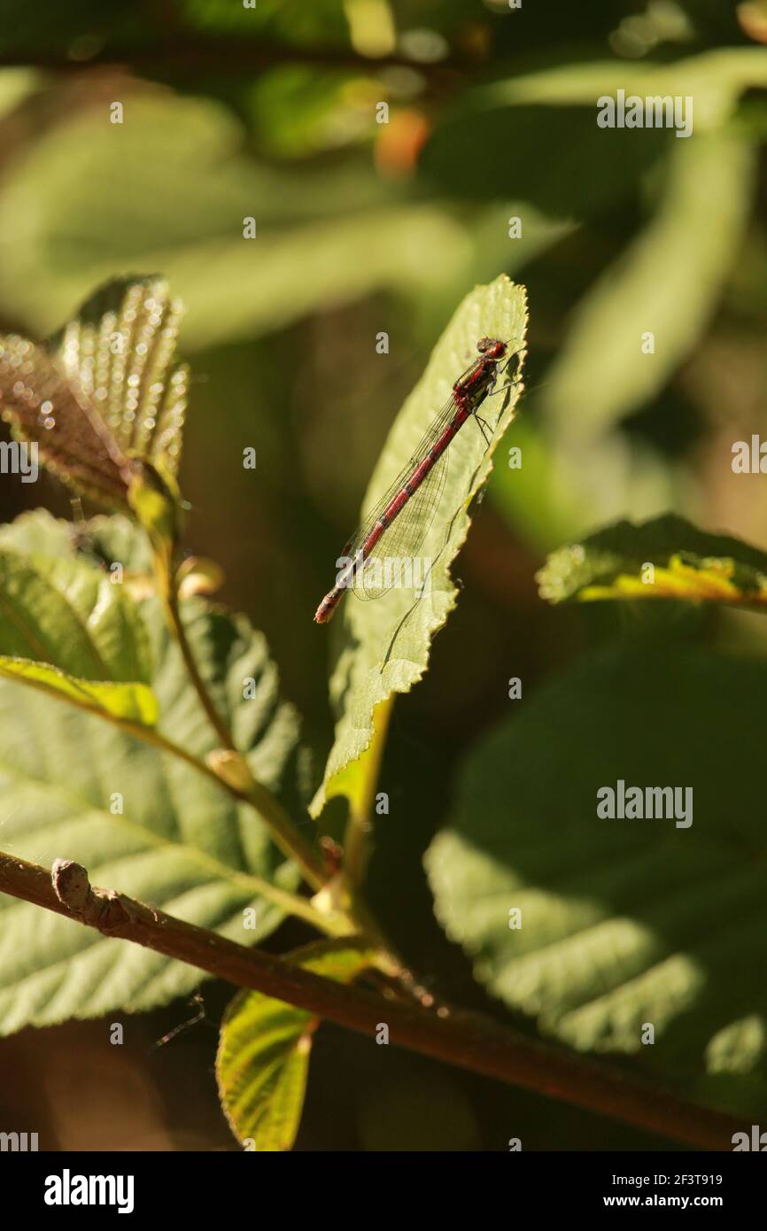 A closeup shot of red Pyrrhosoma nymphula on a green leaf with a ...