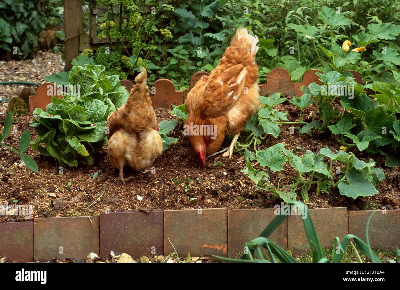 Chickens scratching in vegetable garden Stock Photo - Alamy