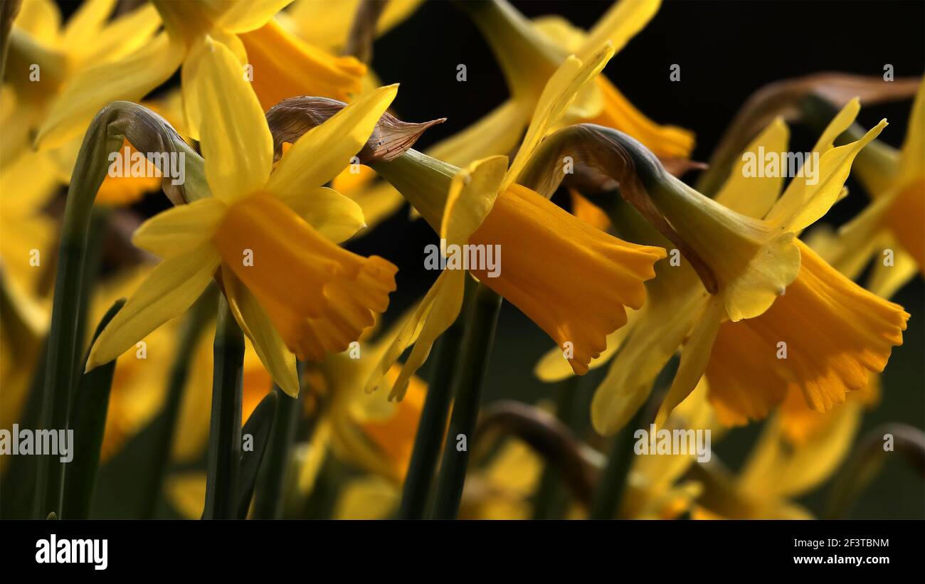 Daffodils.. The Trumpets of Spring Stock Photo - Alamy