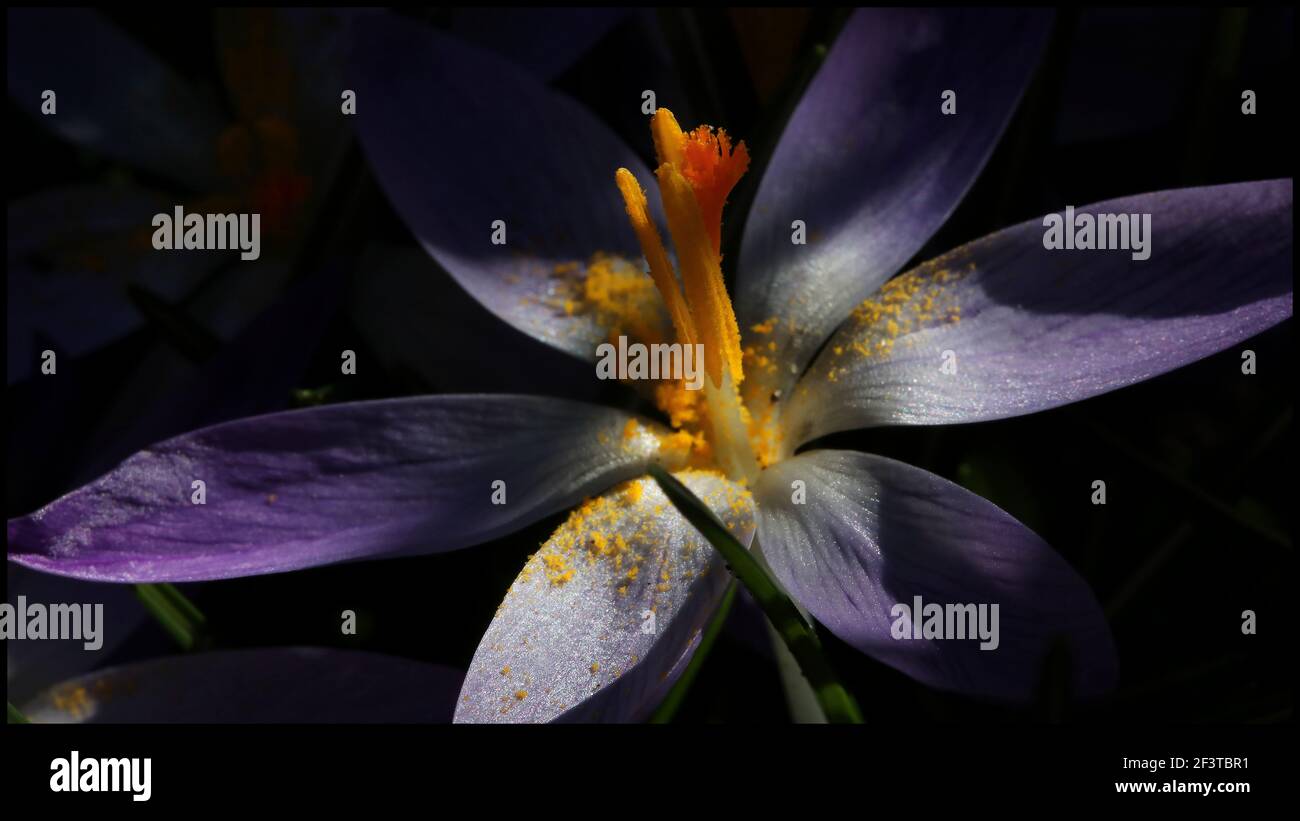 Crocus group hi-res stock photography and images - Alamy