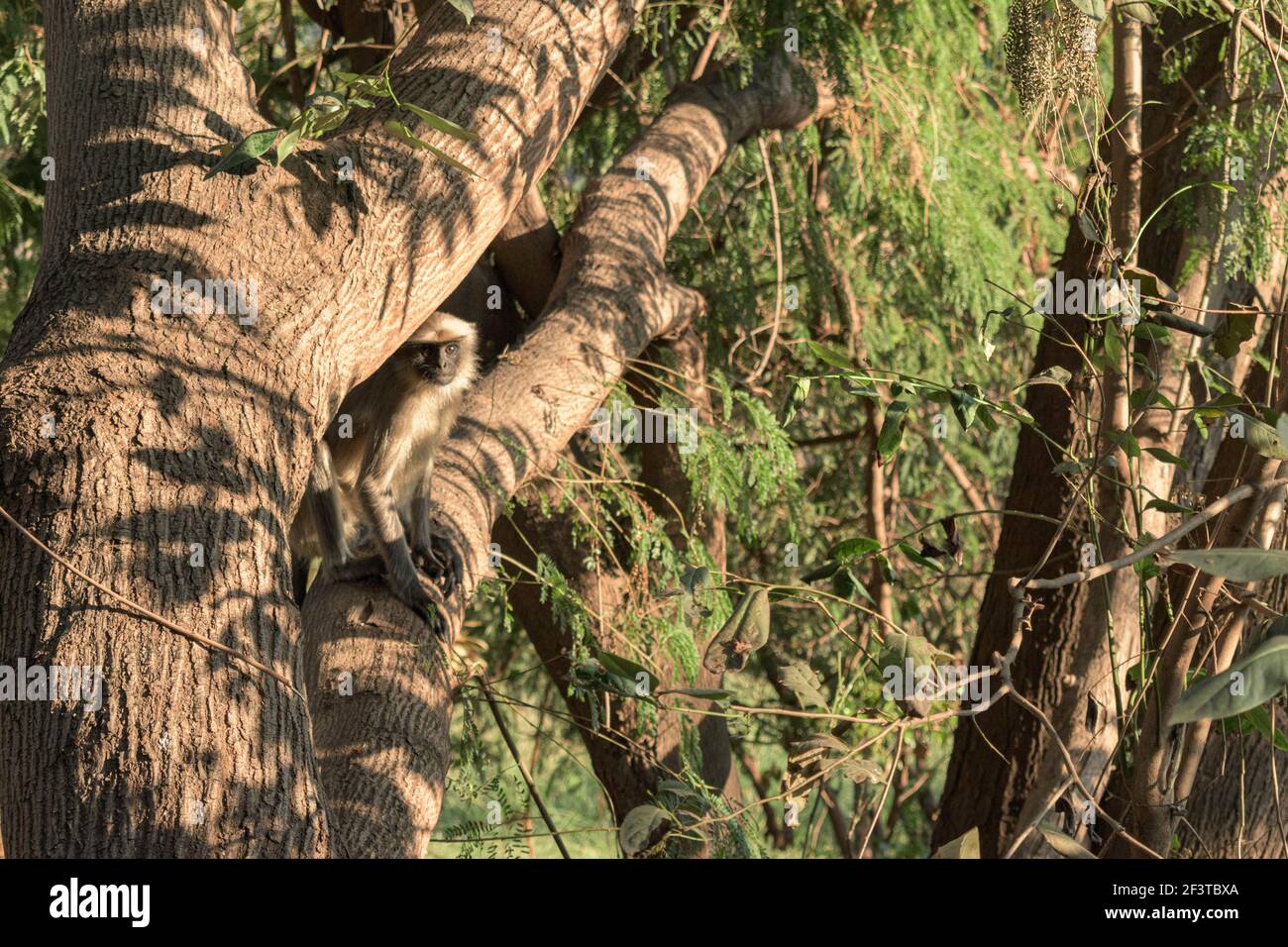 Human camouflage hi-res stock photography and images - Alamy