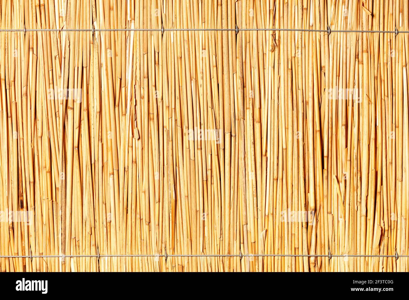 A reed wall with a bright texture and a light yellow background, tied ...