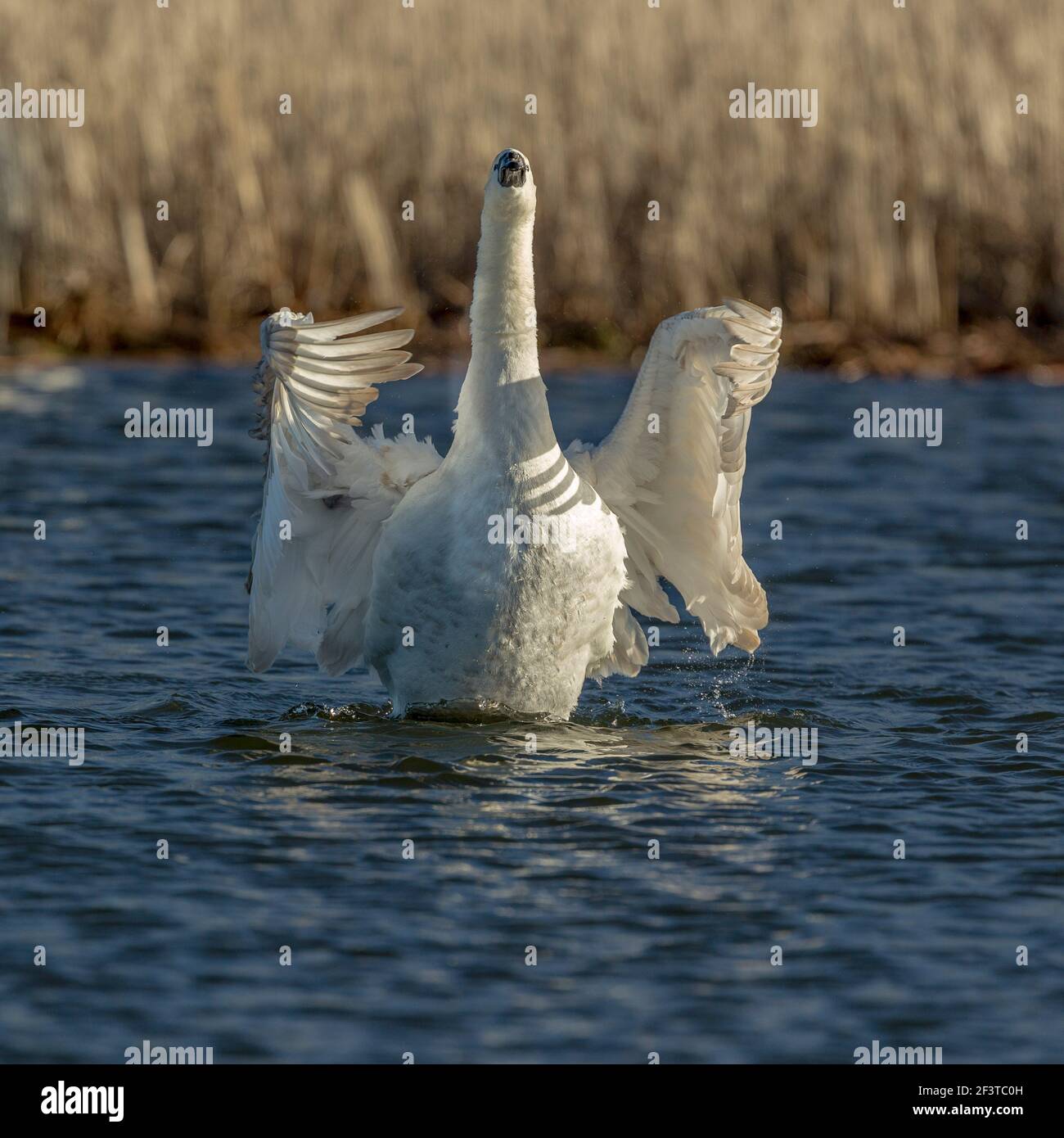 A single mute swan on the water wing stretching after preening, facing ...