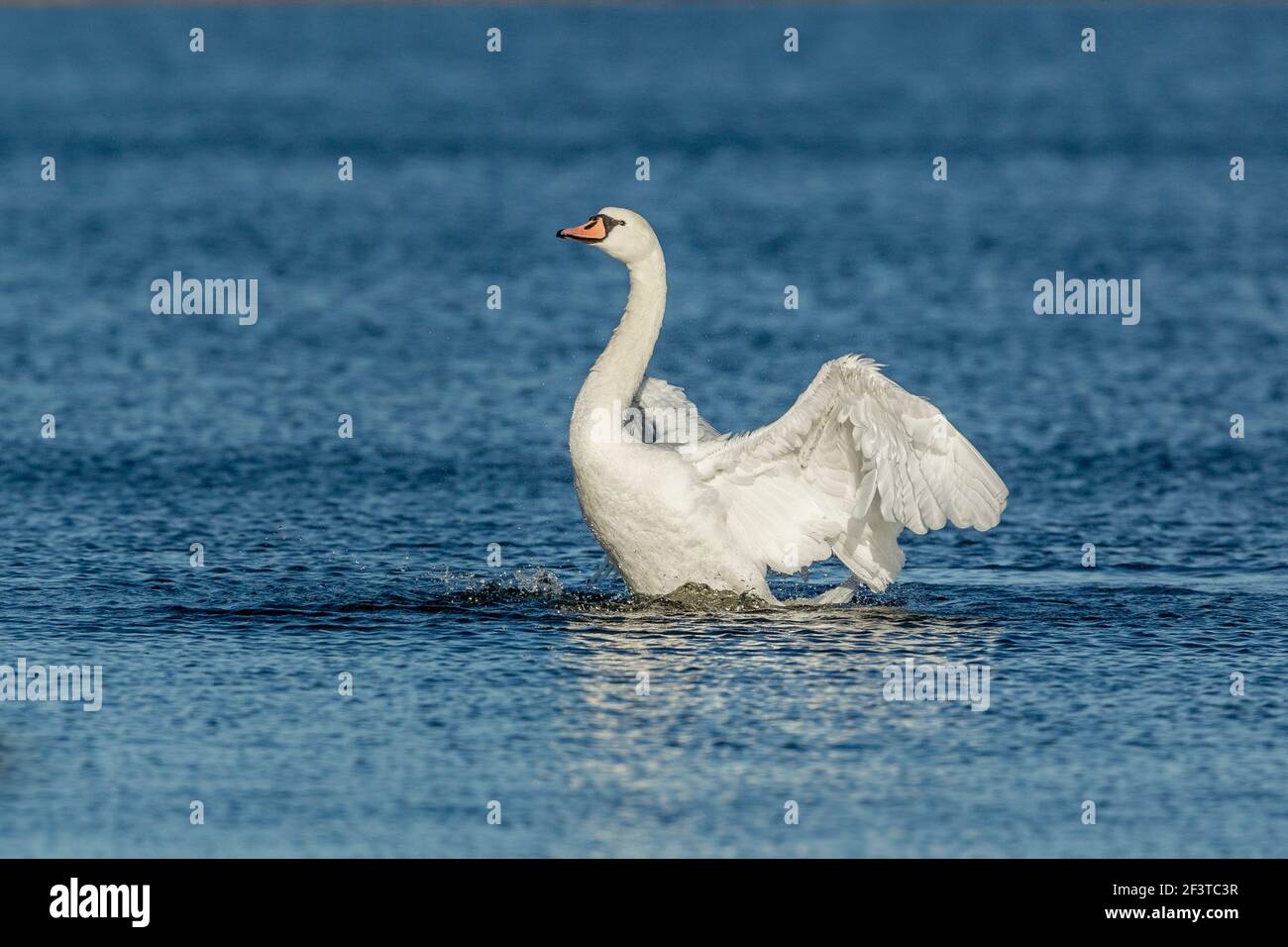 A single mute swan on the water wing stretching after preening, on a ...