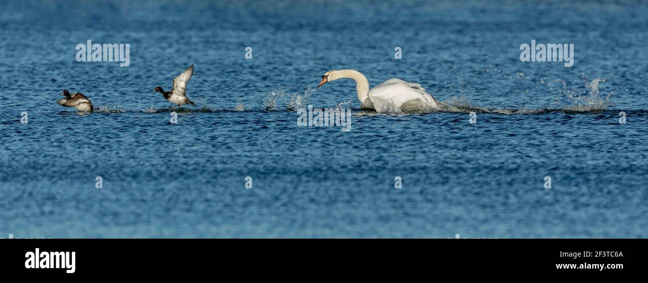 A single mute swan aggressively chasing waterfowl across the water on a ...