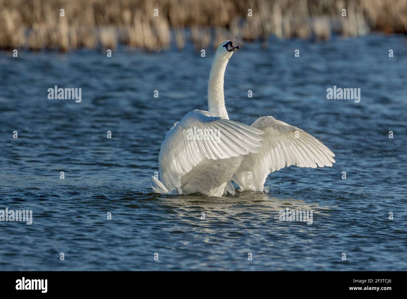 A single mute swan on the water wing stretching after preening, on a ...
