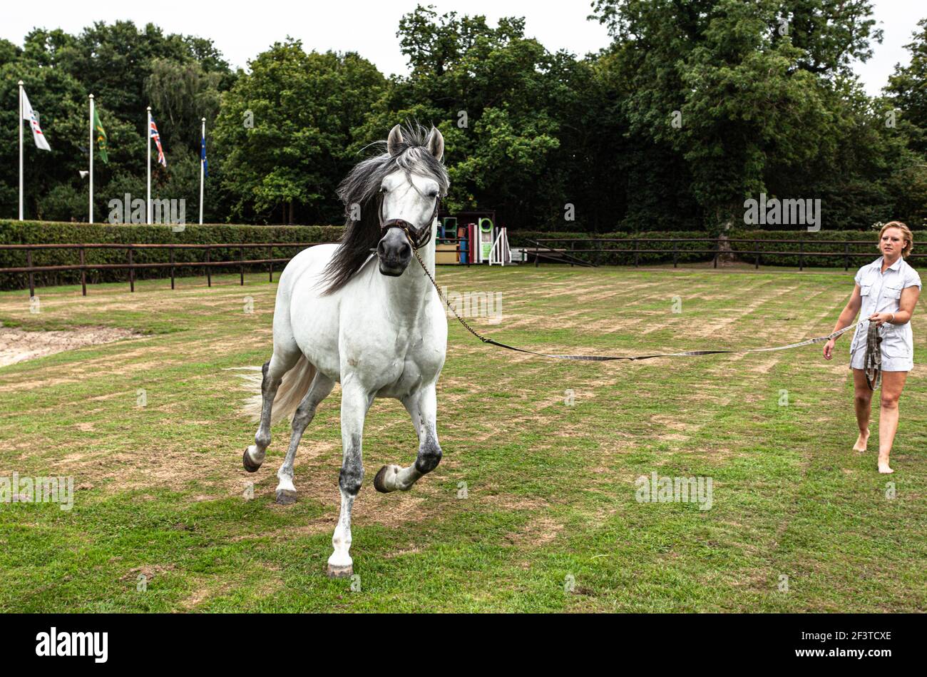 Dressage groundwork hi-res stock photography and images - Alamy