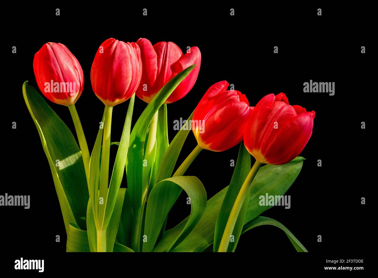 Five red tulips bouquet isolated on black background Stock Photo - Alamy