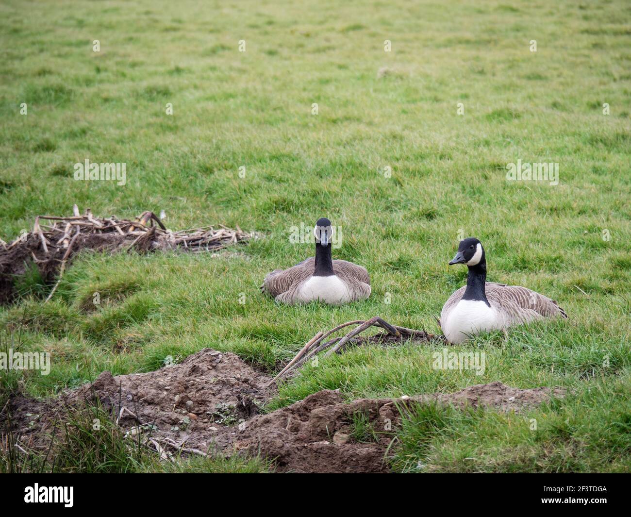 Canadian geese canadensis on grass hi-res stock photography and images ...