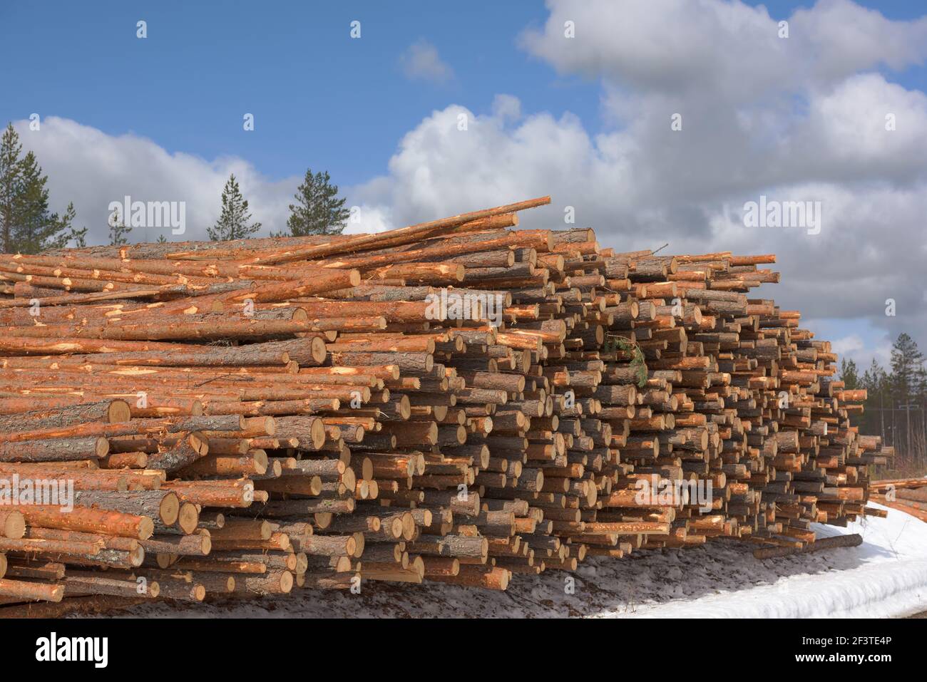 Pulpwood hi-res stock photography and images - Alamy