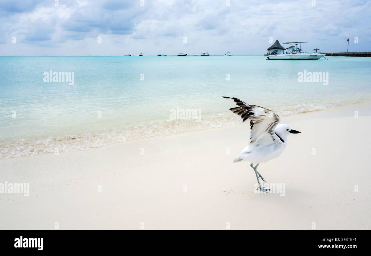 A Crab Plover (Dromas ardeola) on the beach at Rihiveli, Maldives Stock ...