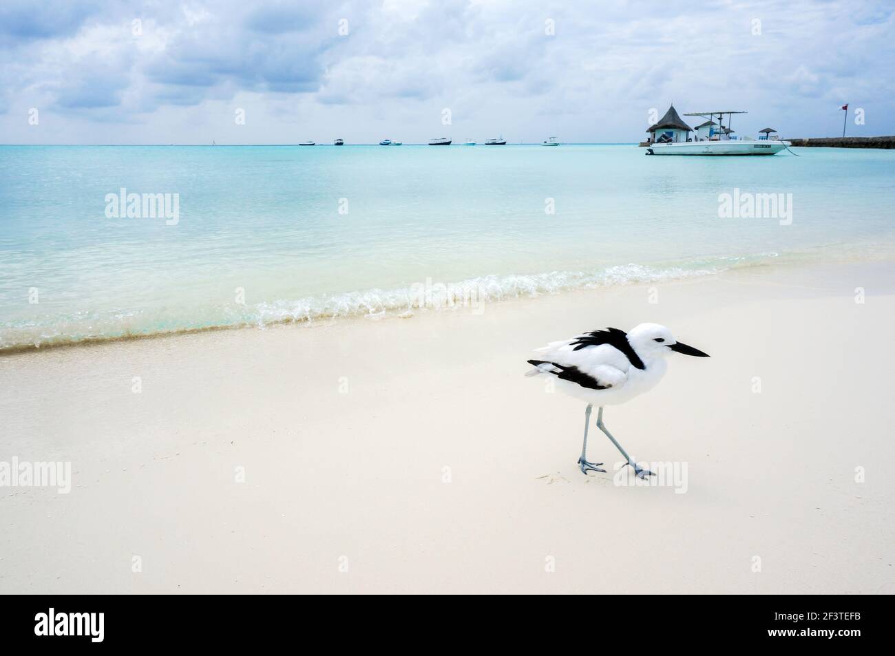 A Crab Plover (Dromas ardeola) on the beach at Rihiveli, Maldives Stock ...