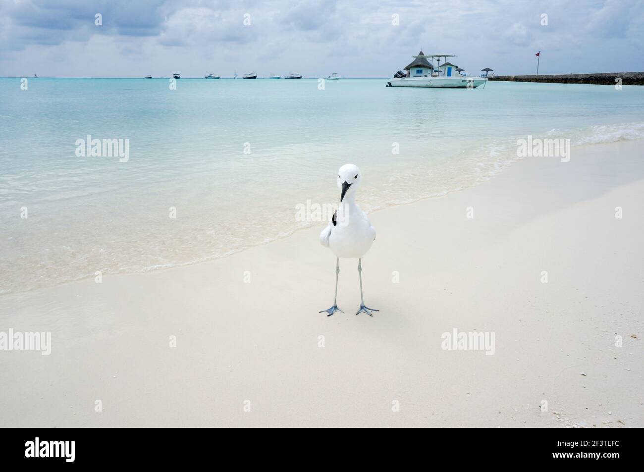 A Crab Plover (Dromas ardeola) on the beach at Rihiveli, Maldives Stock ...