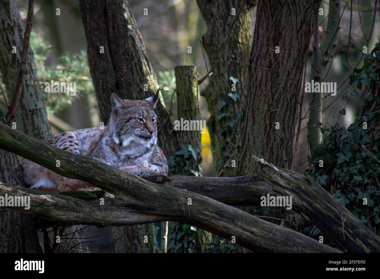 Serval cat tree hi-res stock photography and images - Alamy