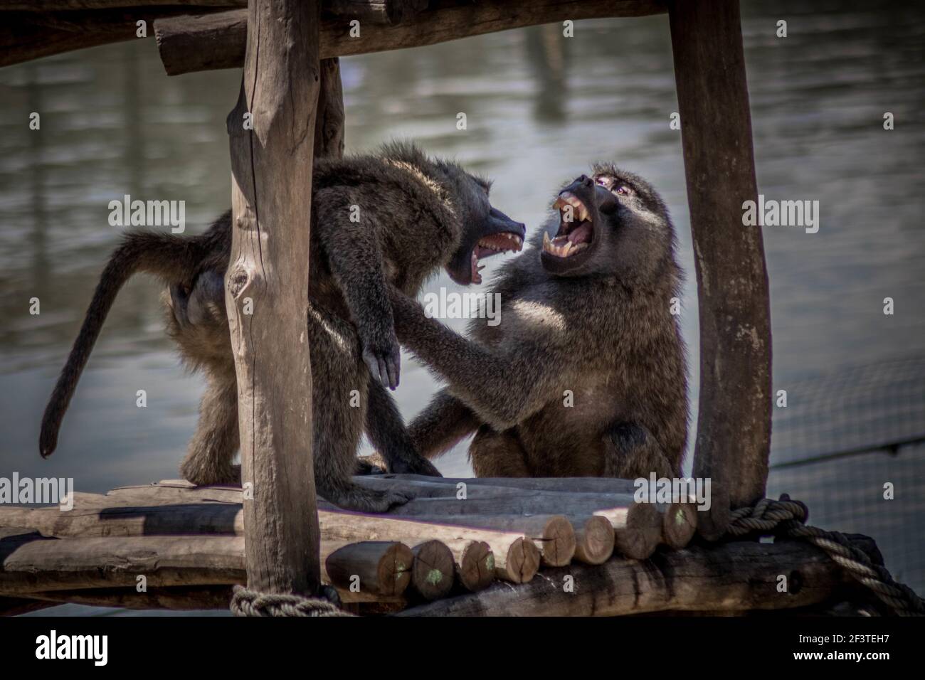 Closeup shot two baboon hi-res stock photography and images - Alamy