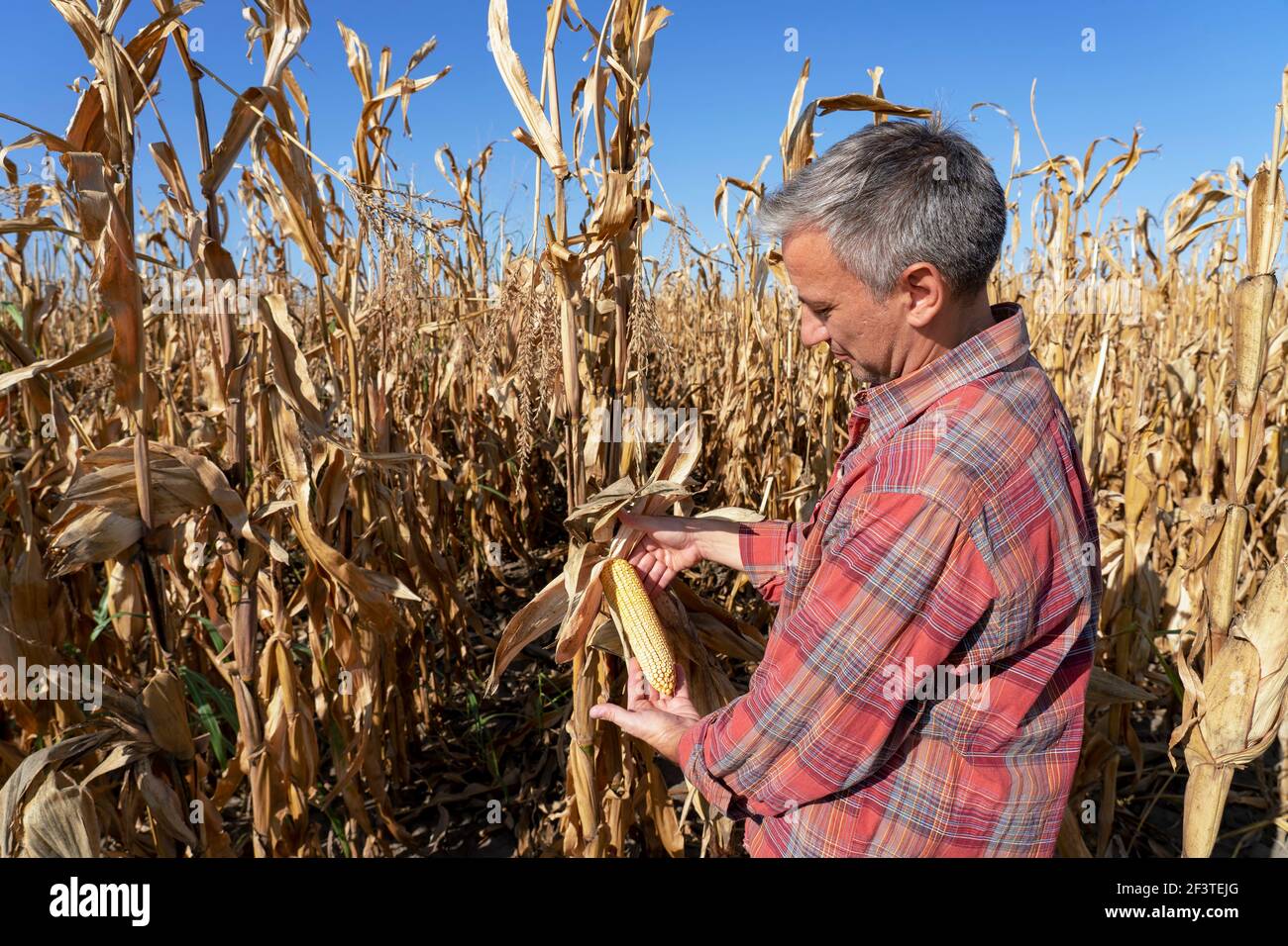 Holding Corn Stalks
