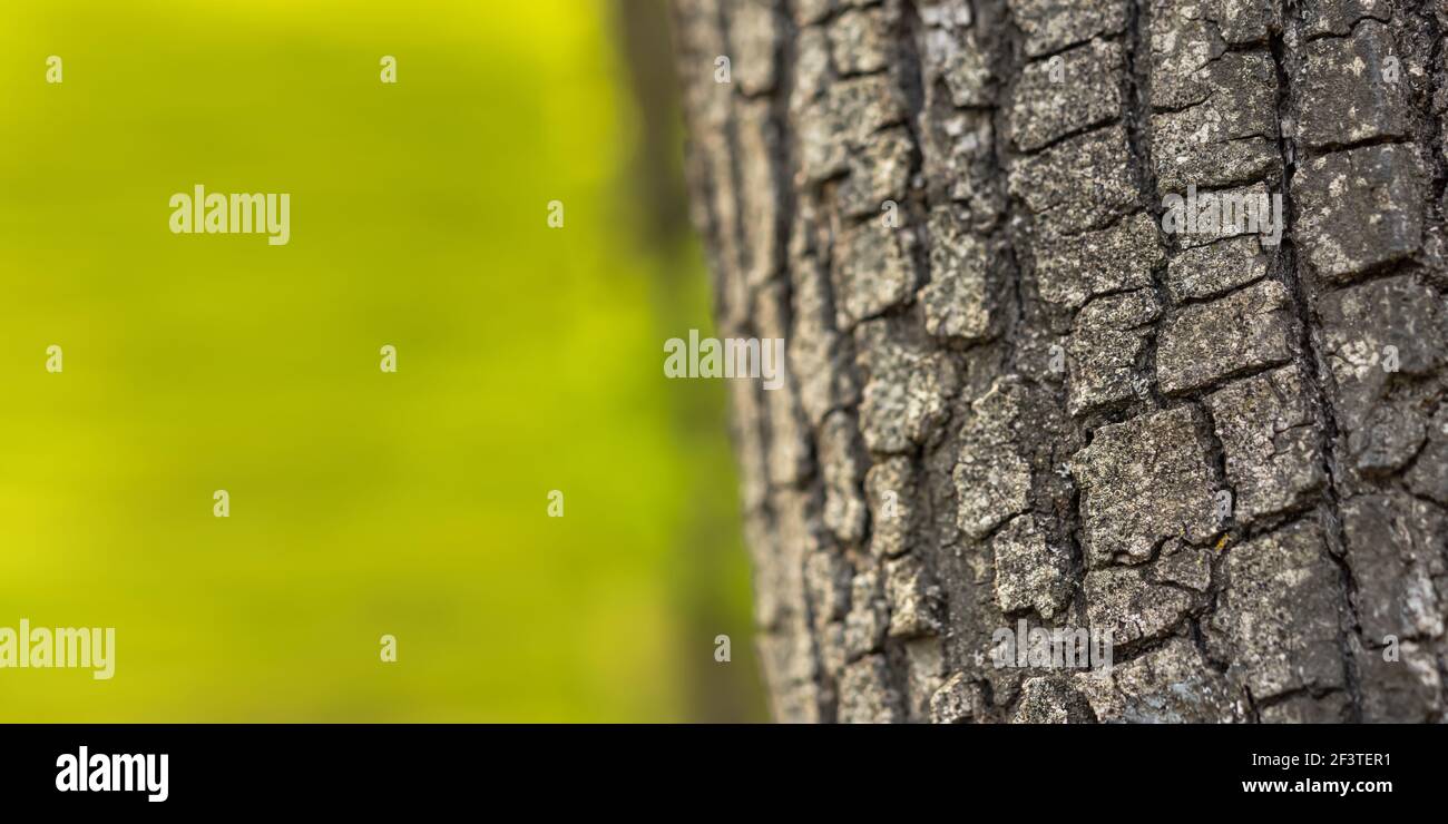 Oak structure hi-res stock photography and images - Alamy