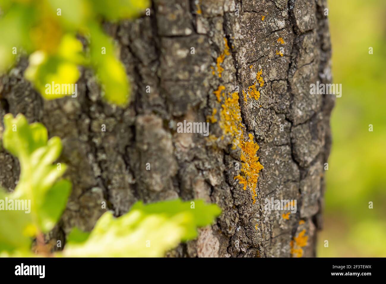 Oak bark close-up. Macro tree texture. The relief surface of the oak ...