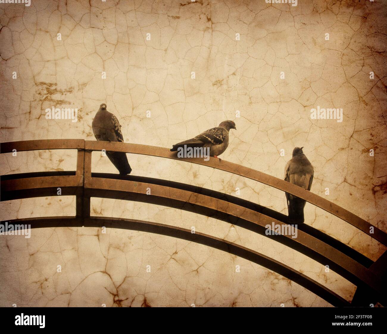 The pigeons perched on a metal arch with a rustic background Stock ...