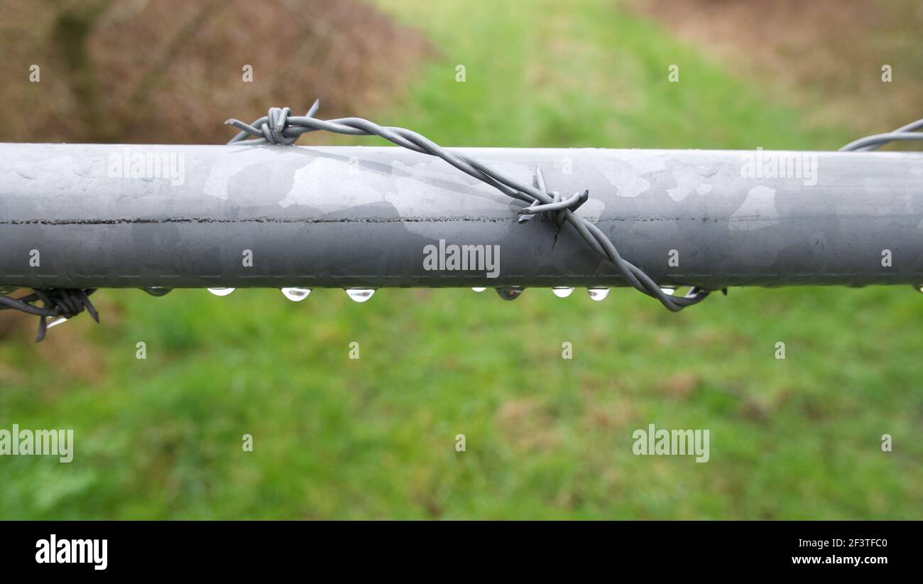 Silver metal pole wrapped with barbed wire on wet day with copyspace ...