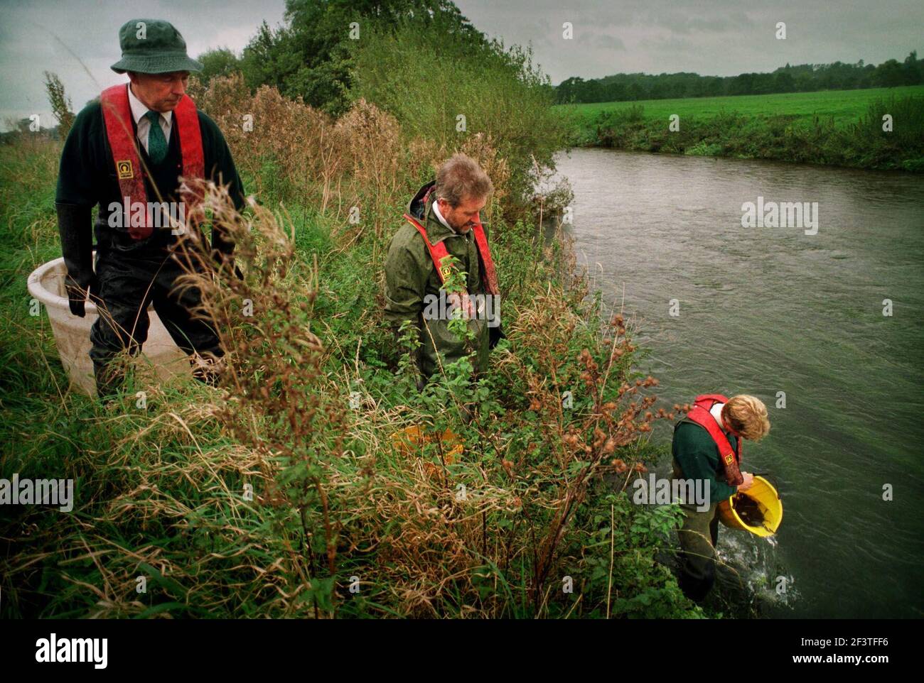 Salmon parr young fish about to be October 1998 reintroduced into the ...