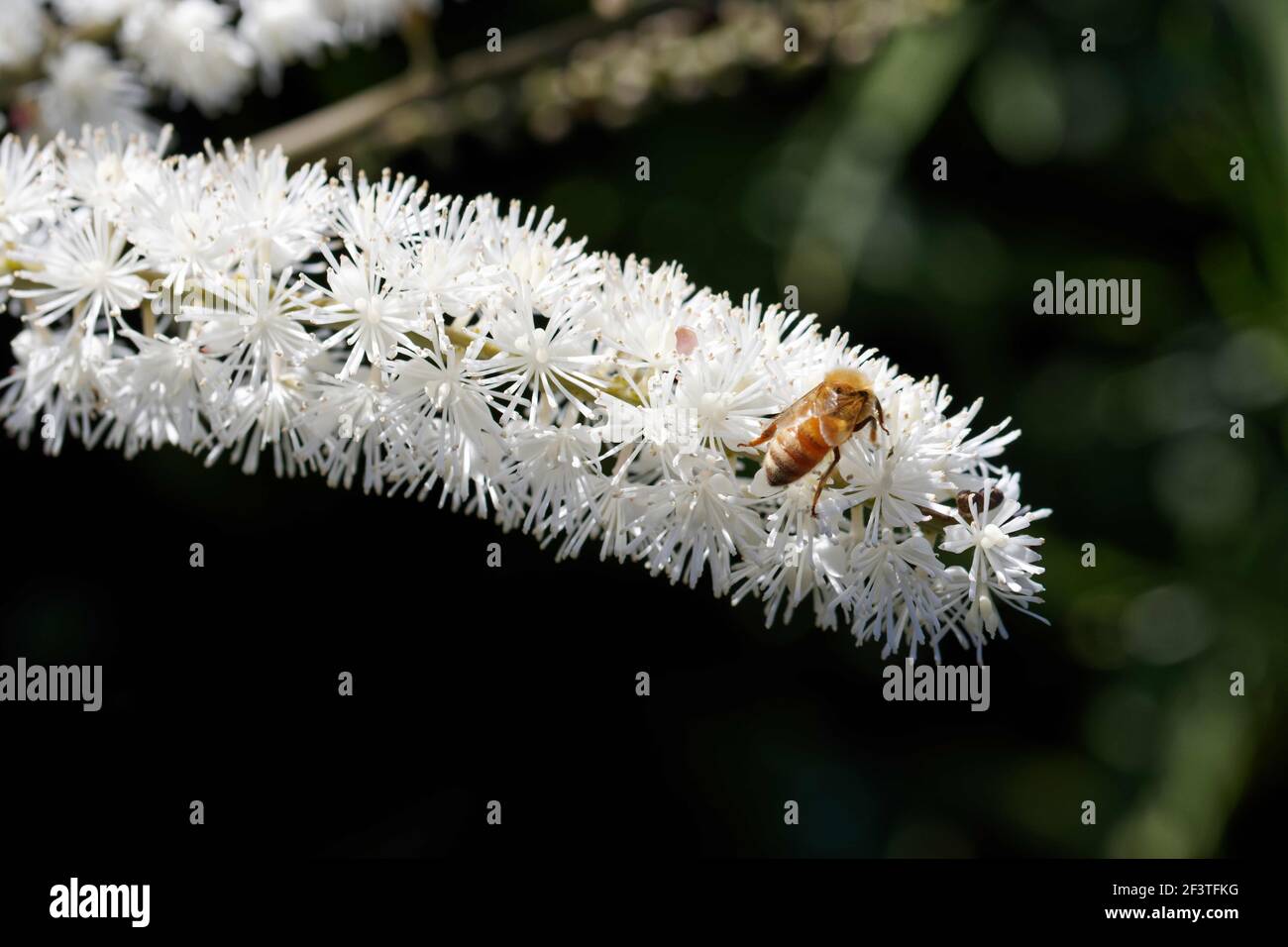 Bugbane hi-res stock photography and images - Alamy